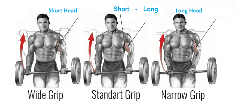How To Do Barbell Curl | Benefits And Muscles Worked