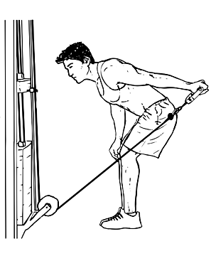 Triceps » Fitness Program Builder