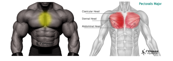 Inner Chest Workout For Size And Maximum Chest Separation