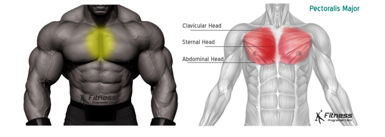 Inner Chest Workout For Size And Maximum Chest Separation