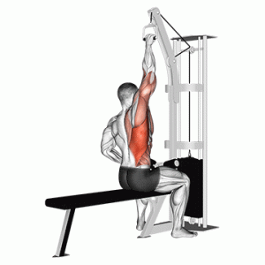Cable One Arm Lat Pulldown » Fitness Programer