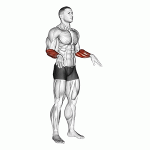 Forearm Muscles Anatomy & Function: A Comprehensive Guide