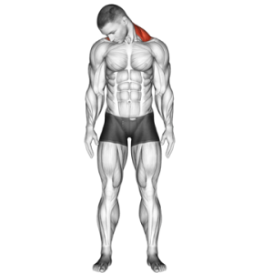 3 Weighted Neck Harness Exercises: Advanced Neck Workouts