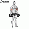 Double Arm Dumbbell Curl » Fitness Programer