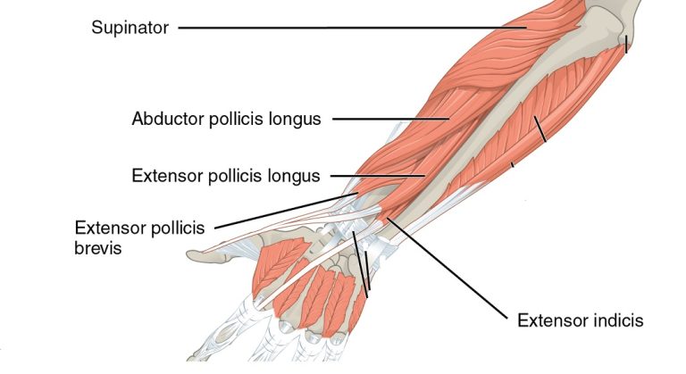 6 Best Forearm Exercises To Increase Wrist And Grip Strength