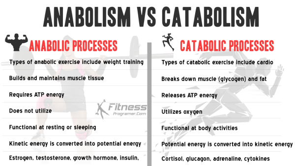 Anabolic State For Muscle Growth | Anabolic Vs Catabolic