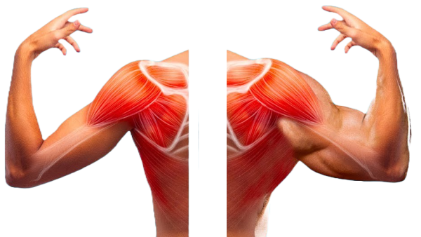 101 Unilateral Exercises For Balanced Muscle Growth