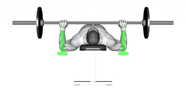 The Correct Way To Do A Bench Press: A Trainer’s Perspective