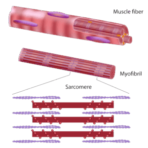 What Is Muscle Hypertrophy: Your Guide To Bigger Muscles