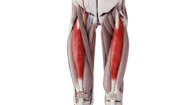 Quadriceps Muscle Group: A Deep Dive Into Quads Anatomy