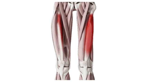 Quadriceps Muscle Group: A Deep Dive Into Quads Anatomy