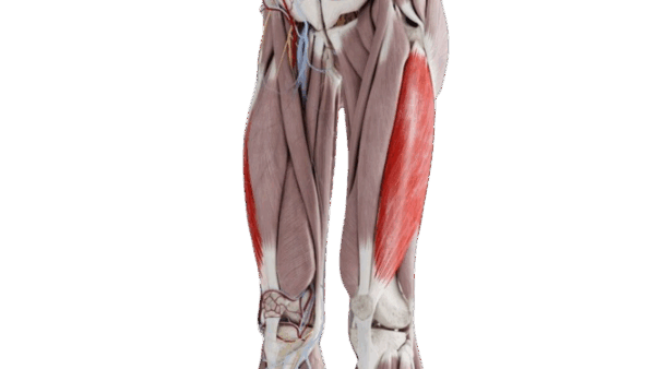 Quadriceps Muscle Group: A Deep Dive Into Quads Anatomy