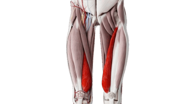 Quadriceps Muscle Group: A Deep Dive Into Quads Anatomy