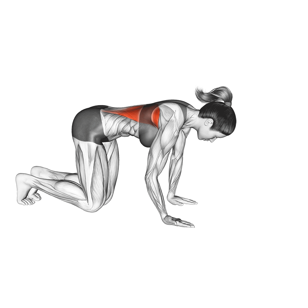 7 Essential Back Stretch Exercises For Mobility, Posture, And Pain Relief